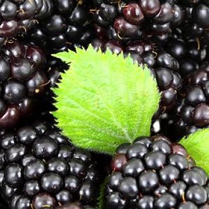 Berry Good Farms | Strawberry And Blueberry Picking In Tifton